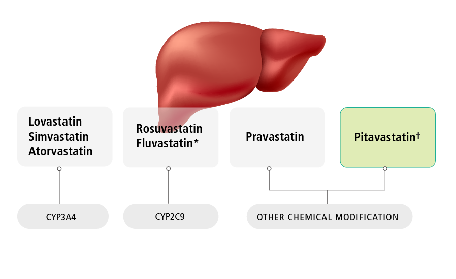 Multiple Medications | Zypitamag® (pitavastatin) tablets